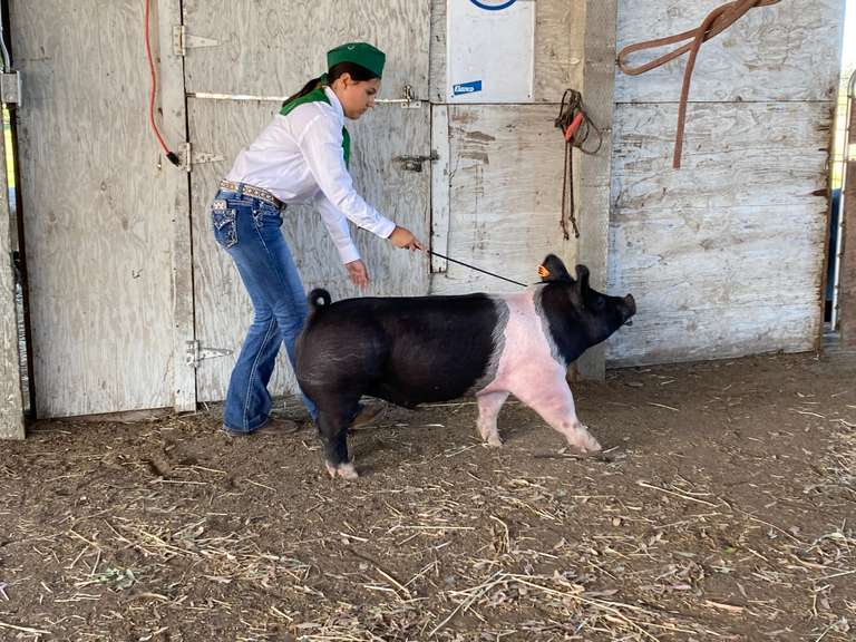 Kaylee Wheeler Los Banos Community 4-H - StockShowAuctions.com