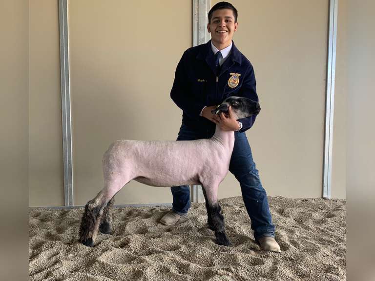 Christian Cintora Pacheco FFA - StockShowAuctions.com