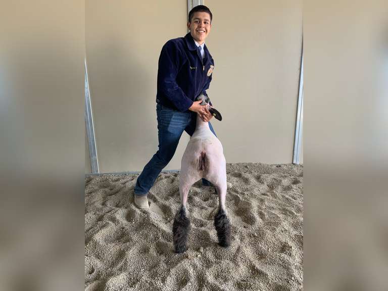 Christian Cintora Pacheco FFA - StockShowAuctions.com