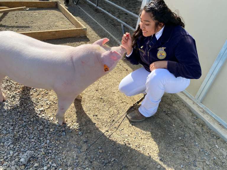 Brooke Fabian Pacheco FFA - StockShowAuctions.com