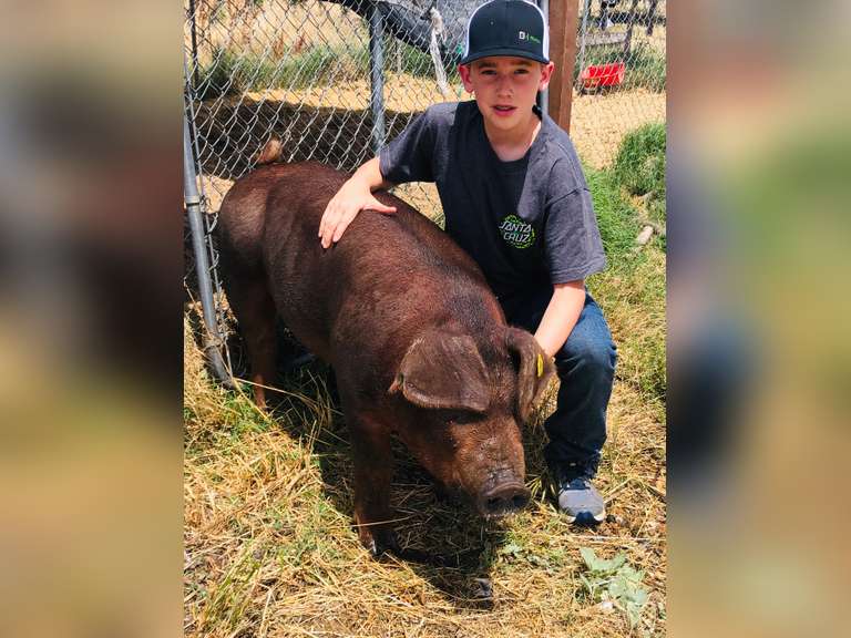 Lucas Yeager Alpine Victor 4H - StockShowAuctions.com