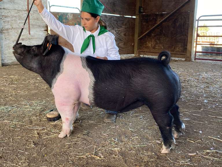 Kaylee Wheeler Los Banos Community 4-H - StockShowAuctions.com