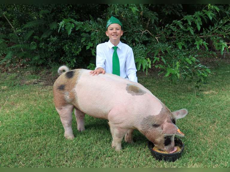 Garrett Gossman Winton Out of the Box 4-H - StockShowAuctions.com