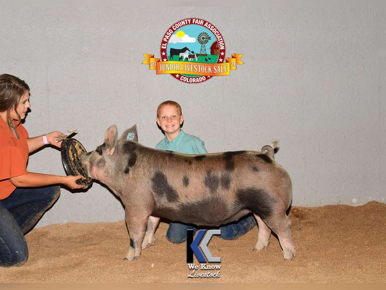 Marshall Crippen Calhan Ranch Hands - StockShowAuctions.com