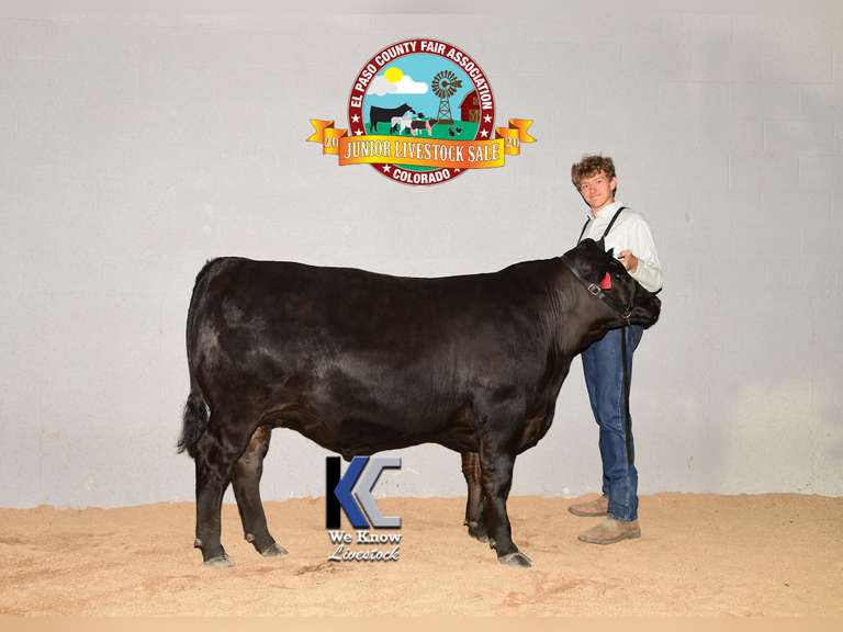 Joshua Yoder Edison Drylanders 4-H - StockShowAuctions.com