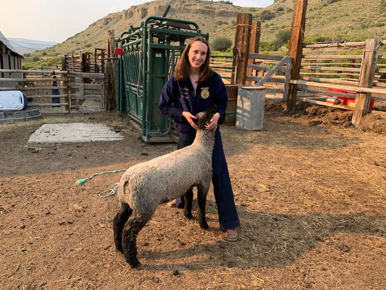 FFA Scholarship Lamb - StockShowAuctions.com