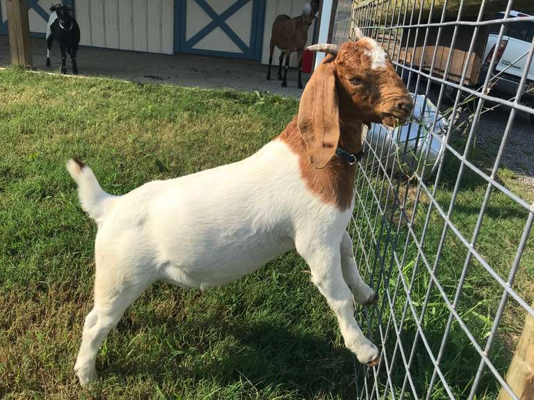 Grand Champion Market Goat- Colton Sutherland Harwood 4-H Livestock ...