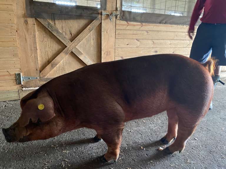 Ethan Scofield Southern High FFA - StockShowAuctions.com