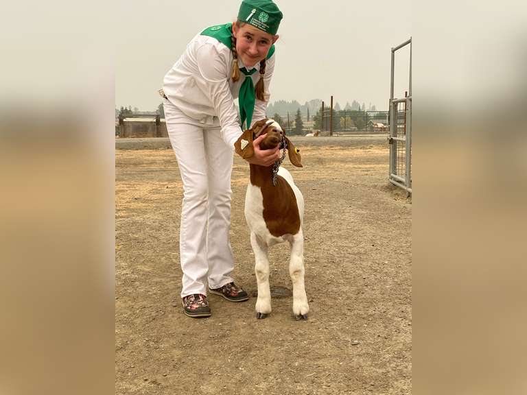 Addison Thornton Santa Ana 4-H - StockShowAuctions.com