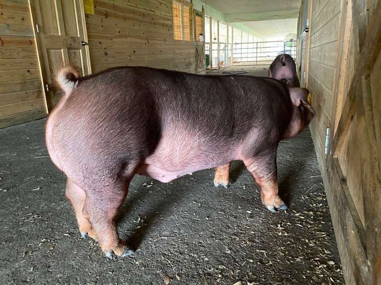 Ethan Scofield Southern High FFA - StockShowAuctions.com