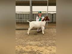 Addison Thornton Santa Ana 4-H - StockShowAuctions.com