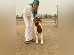 Addison Thornton Santa Ana 4-H - StockShowAuctions.com