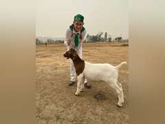 Addison Thornton Santa Ana 4-H - StockShowAuctions.com