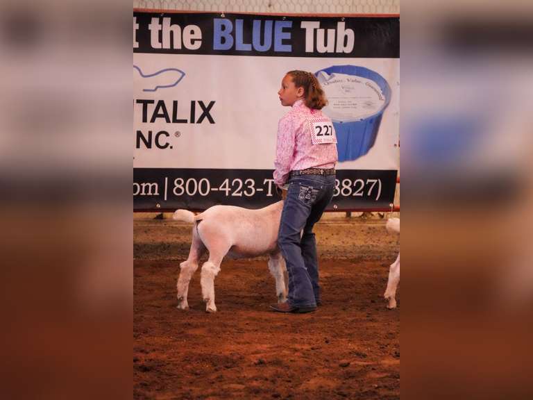 Emma Savage Calhan Ranch Hands 4h Club - StockShowAuctions.com