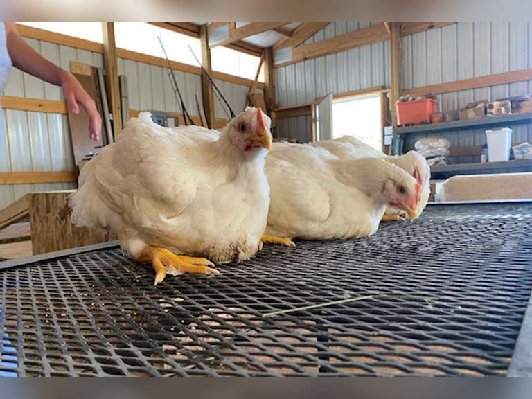 Aubrey Winstead Rocky Mountain 4H Club - StockShowAuctions.com