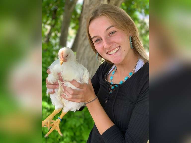 Aubrey Winstead Rocky Mountain 4H Club - StockShowAuctions.com