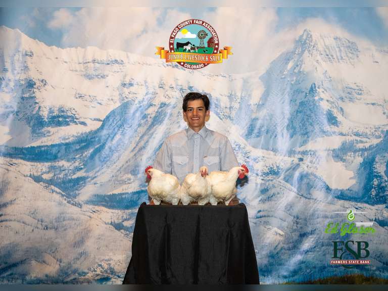 Adam Baca Angel Fire - StockShowAuctions.com