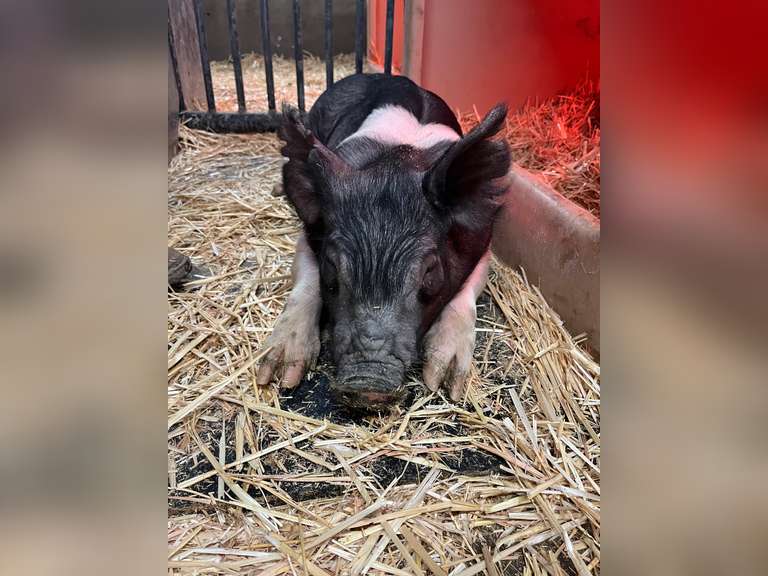 Shay Cunningham Ripon FFA - StockShowAuctions.com