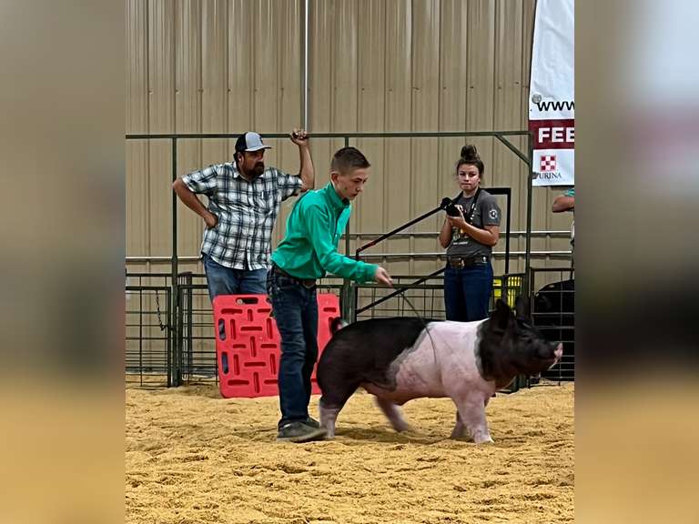 Ryker Smith Lucky Clover 4-H - StockShowAuctions.com