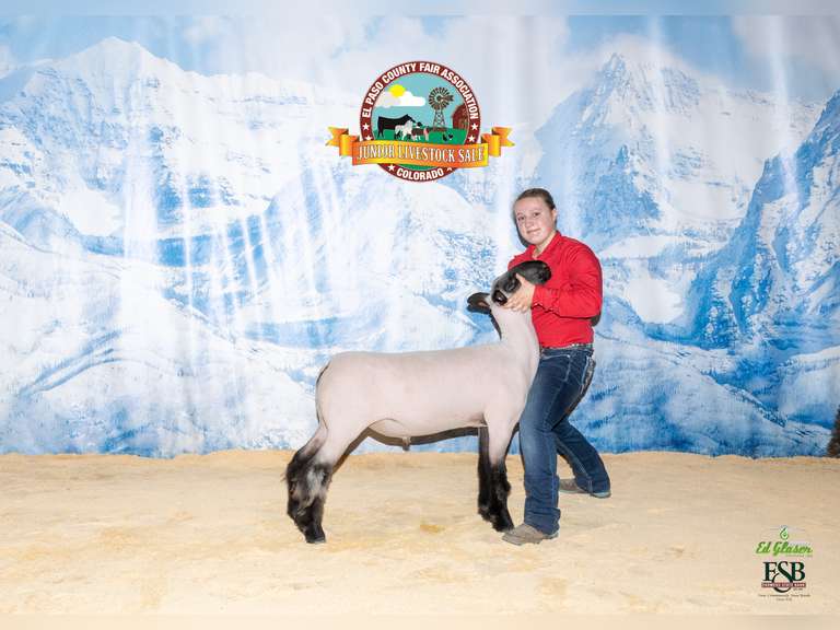 Courtney Scott - StockShowAuctions.com