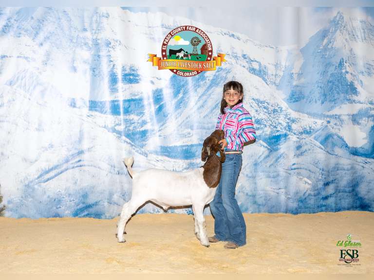 Lillian Mclaughlin - StockShowAuctions.com