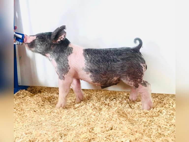 Exceed Genetics Light Cross Boar (Intact) - StockShowAuctions.com