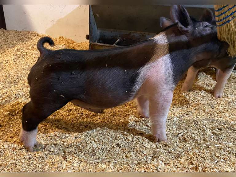 Big Much Genetics Dark Cross Boar (Intact) - StockShowAuctions.com