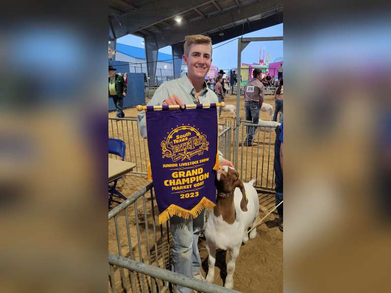 Dustin Poole BARBERS HILL 4 H - StockShowAuctions.com