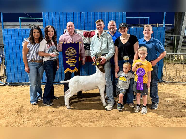 Dustin Poole BARBERS HILL 4 H - StockShowAuctions.com