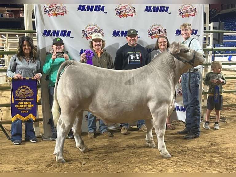 Dustin Poole BARBERS HILL 4 H - StockShowAuctions.com