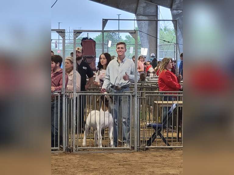 Dustin Poole BARBERS HILL 4 H - StockShowAuctions.com