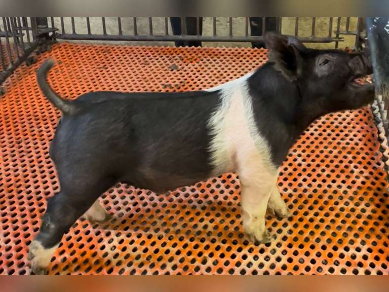 Blount Farms Dark Cross Boar (Intact) - StockShowAuctions.com