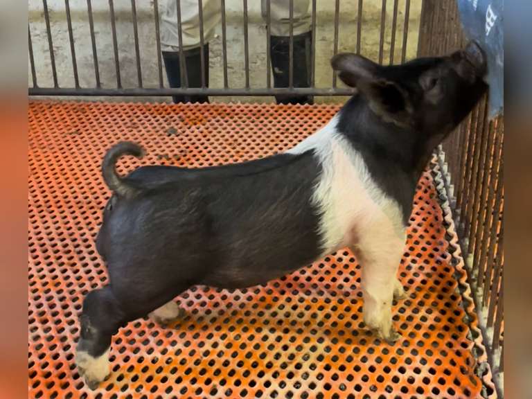 Blount Farms Dark Cross Boar (Intact) - StockShowAuctions.com