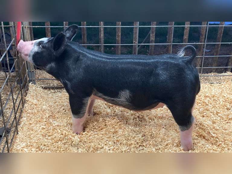 Ace Genetics Berkshire Boar (Intact) - StockShowAuctions.com
