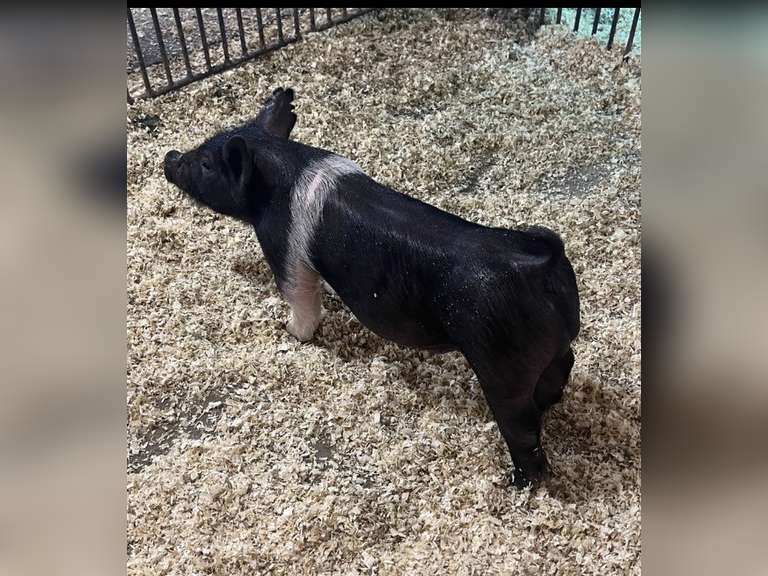 Johnke Show Pigs Dark Cross Boar (Intact) - StockShowAuctions.com