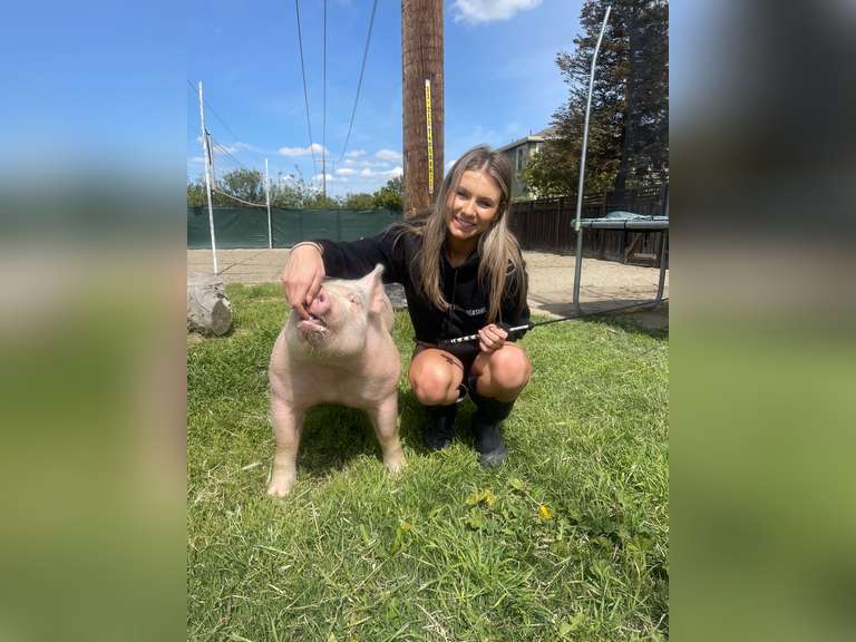 Mariah Bogetti Tracy FFA - StockShowAuctions.com