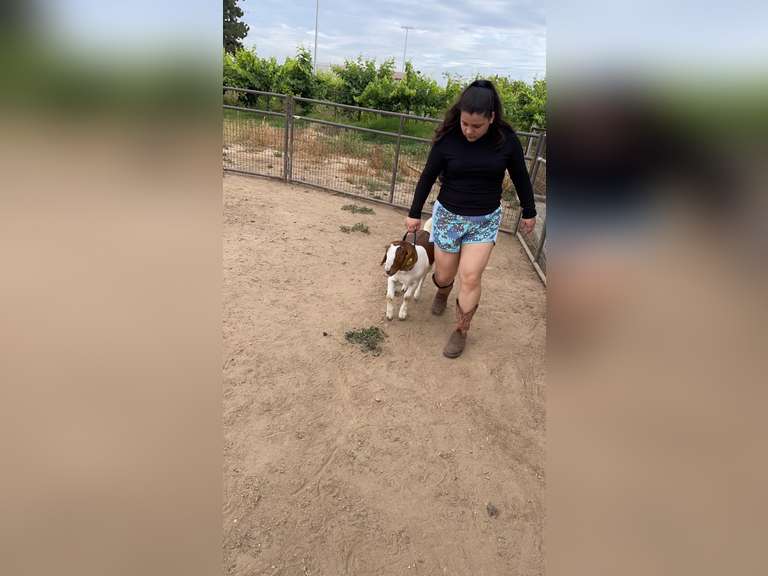 Cynthia Salgado LODI FFA - StockShowAuctions.com