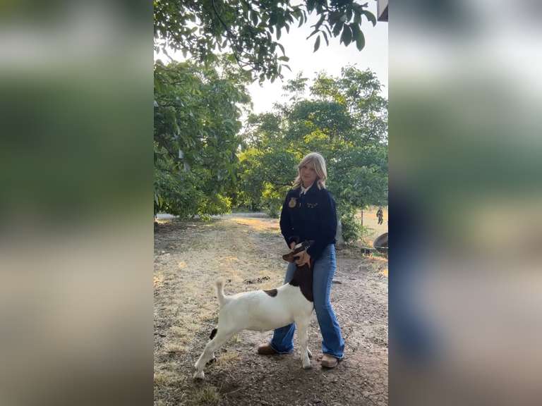 Abigail Samuel Linden FFA - StockShowAuctions.com