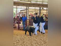 Taylor Ballard Ripon FFA - StockShowAuctions.com