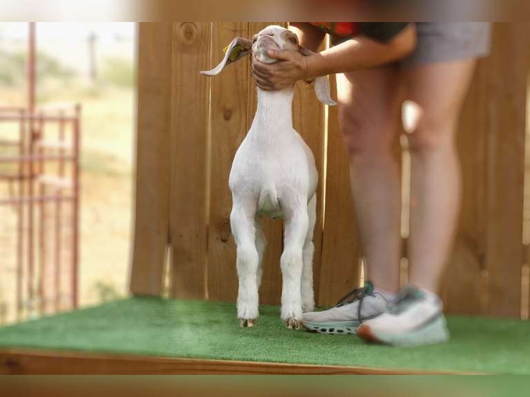 KnK Show Goats Doe - StockShowAuctions.com