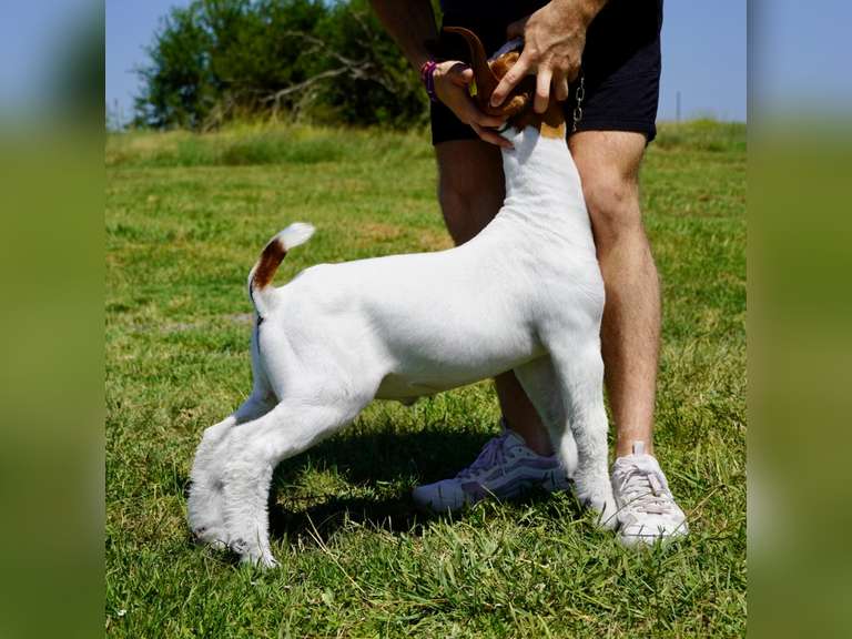 Capragen Show Goats Wether - StockShowAuctions.com