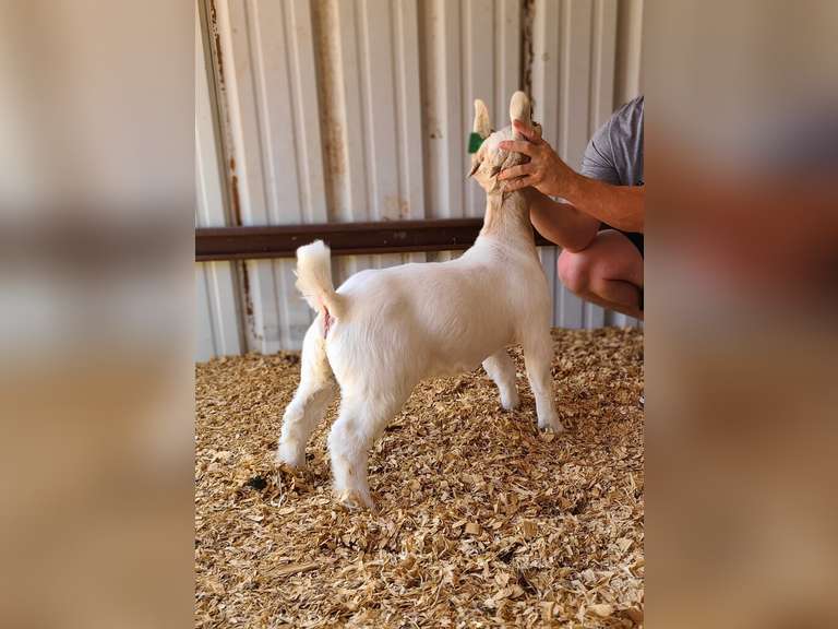 4 BAR GOATS Doe - StockShowAuctions.com