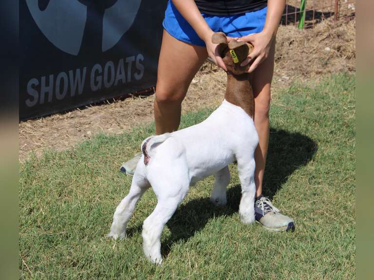 24 Show Goats Wether - StockShowAuctions.com