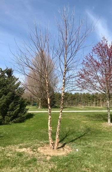 Heritage River Birch Clump - Bright Star Real Estate Services