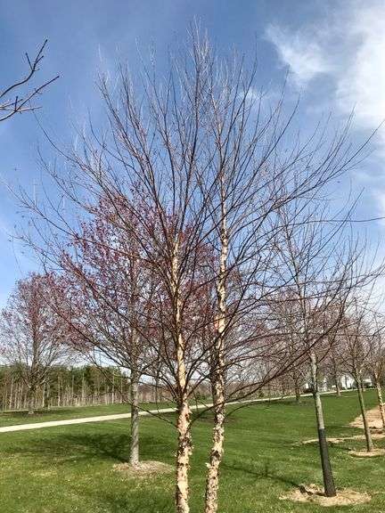 Heritage River Birch Clump - Bright Star Real Estate Services