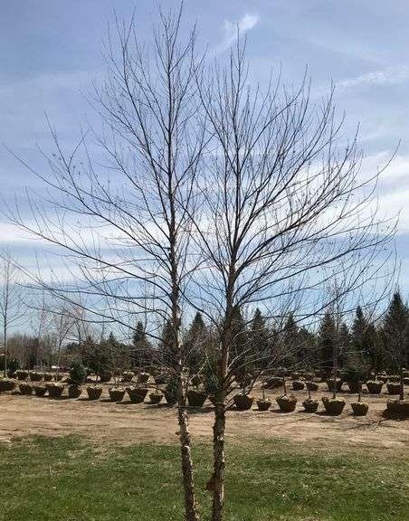 Heritage River Birch Clump - Bright Star Real Estate Services