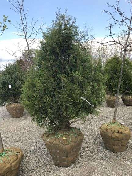 Techny Arborvitae - Bright Star Real Estate Services