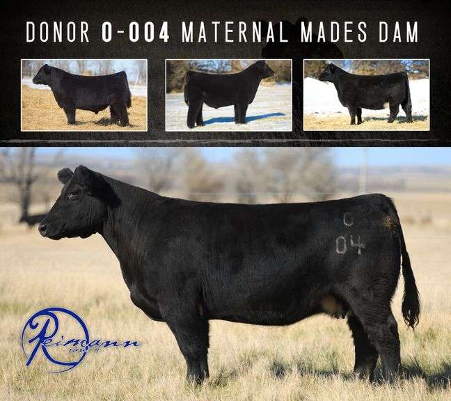 0-04 X SAM EMBRYOS - SteerBidder