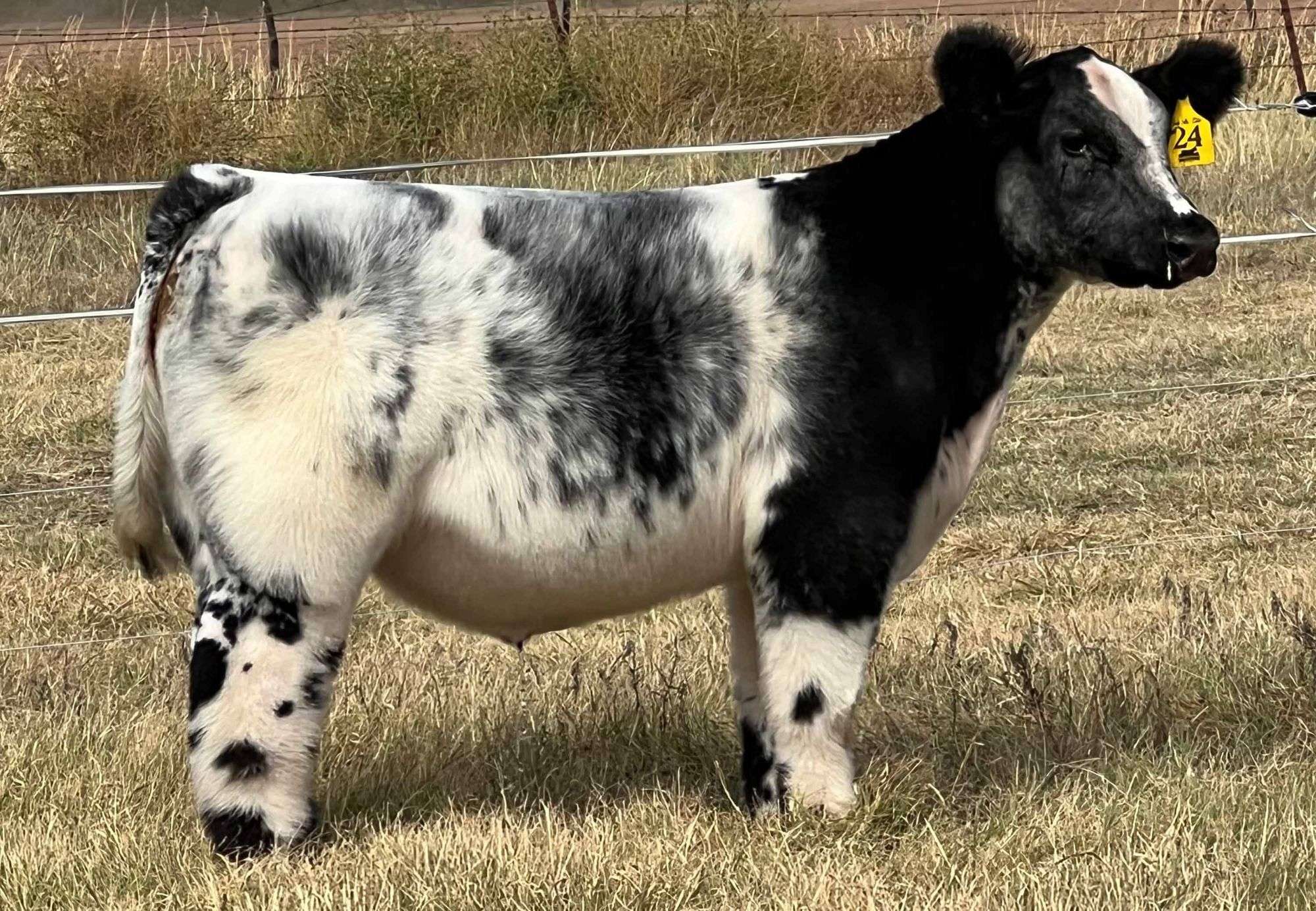 Blue Roan Shorthorn Show Cattle