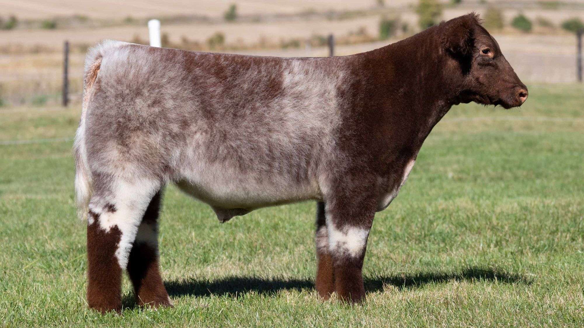 Blue Roan Shorthorn Show Cattle